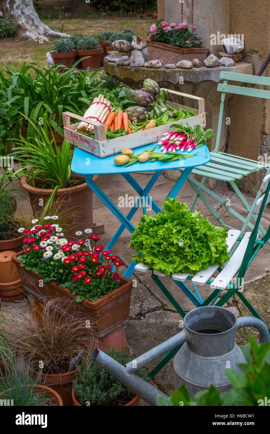 Raphanus sativum rettich -Fotos und -Bildmaterial in hoher Auflösung ...