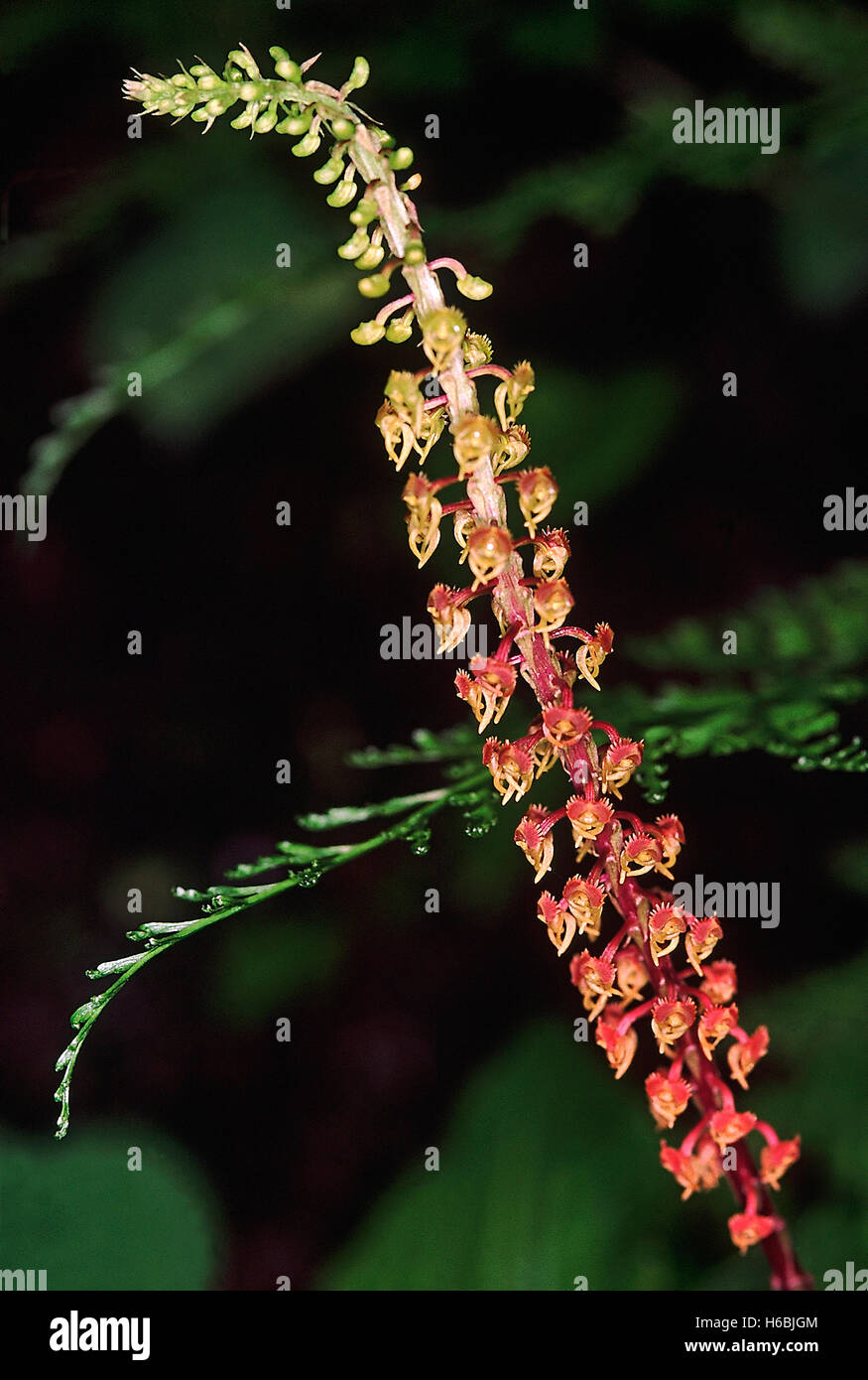 Malaxis versicolor. Familie: orchidaceae. Einen interessanten Boden ...