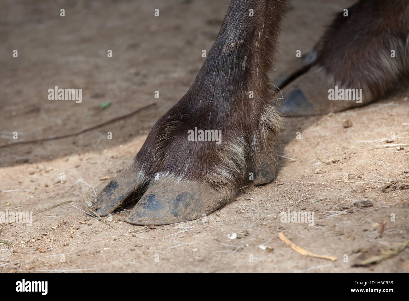 Ungulates Hoof Stockfotos & Ungulates Hoof Bilder - Alamy