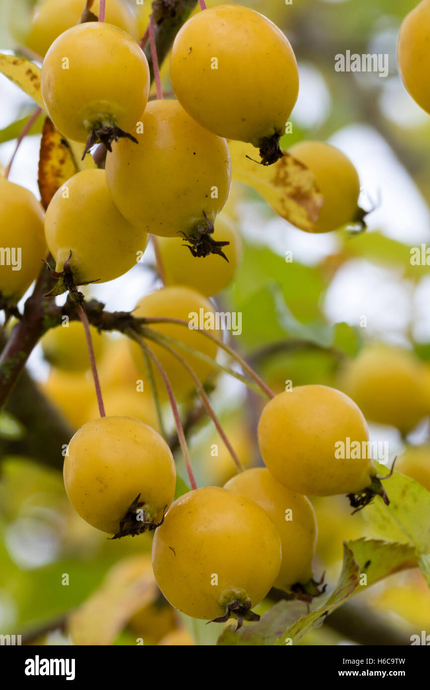 Kleiner laubabwerfender apfelbaum -Fotos und -Bildmaterial in hoher ...