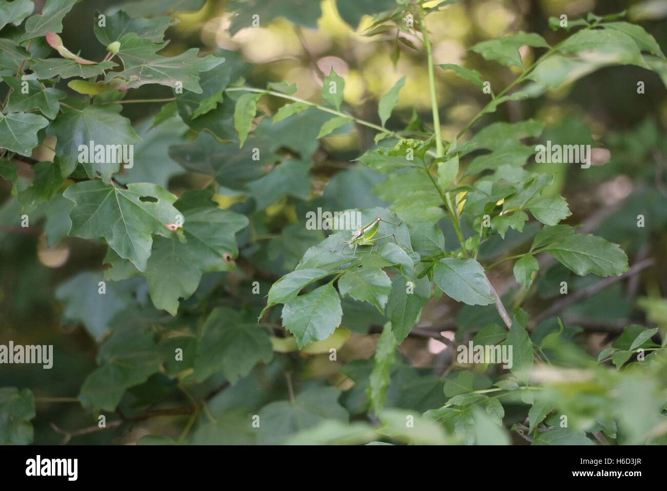 Mehrere grillenarten -Fotos und -Bildmaterial in hoher Auflösung – Alamy