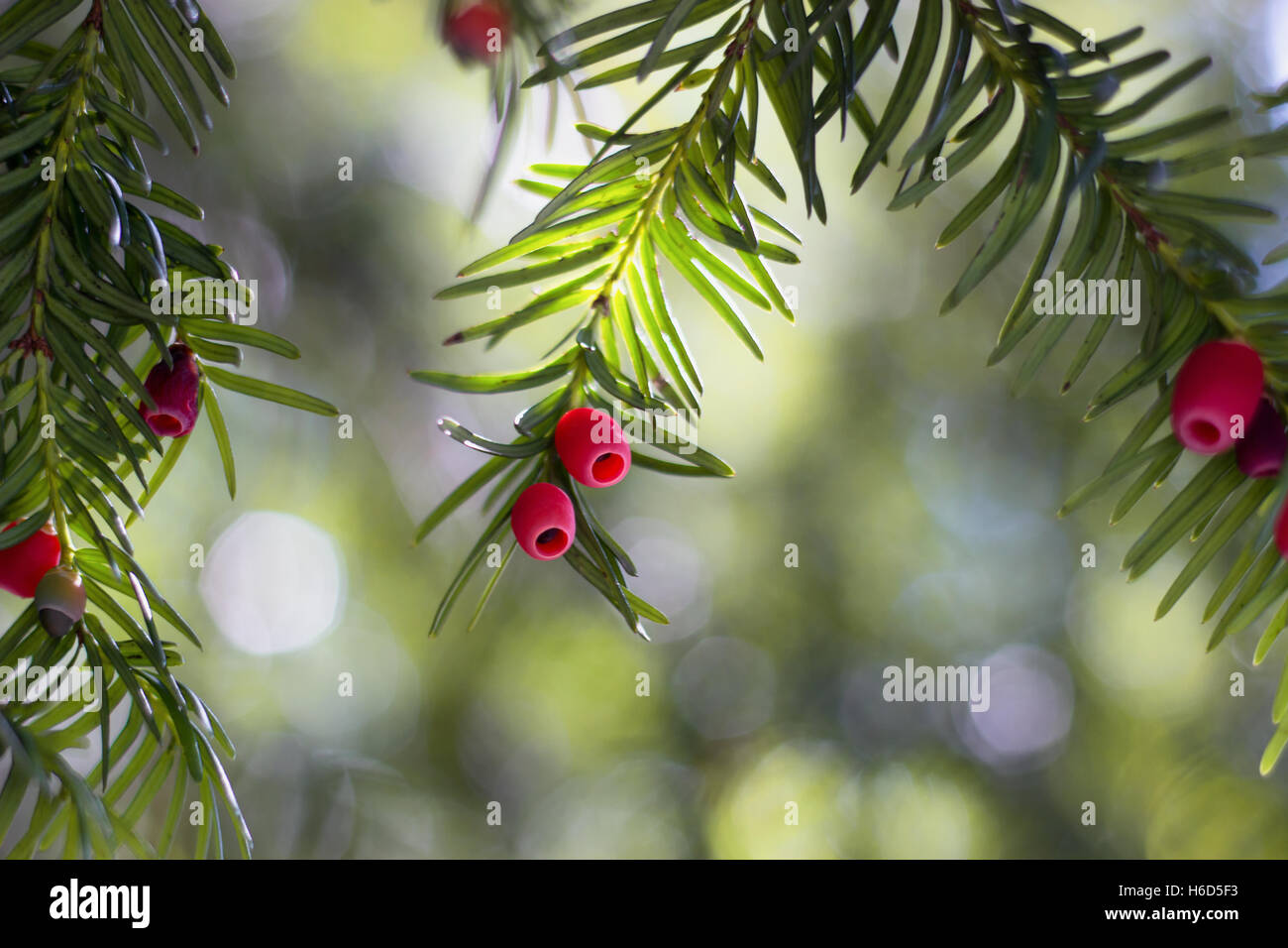 Europäische Eibe (Taxus Baccata Stockfotografie - Alamy