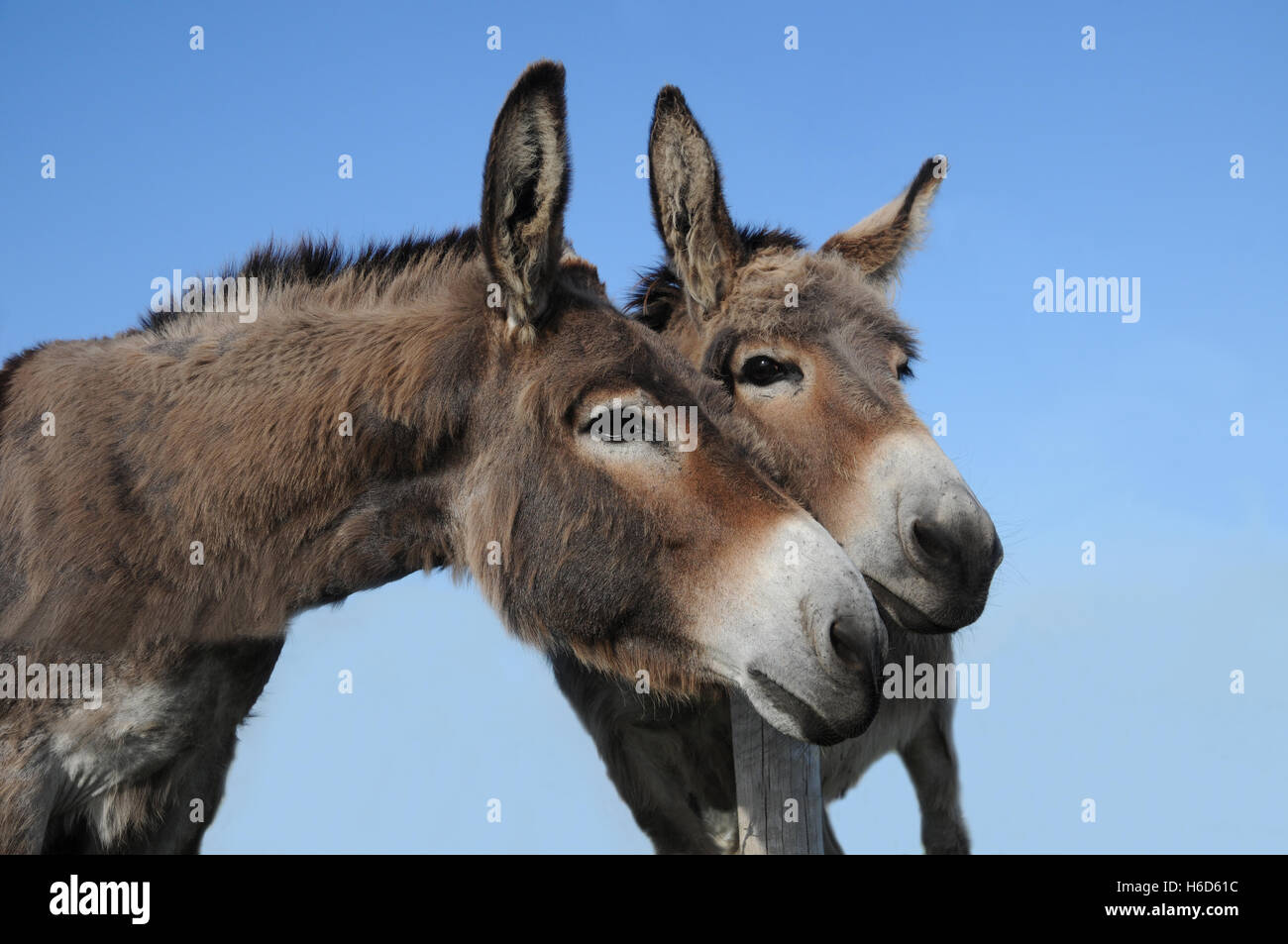 Esel benutzen -Fotos und -Bildmaterial in hoher Auflösung – Alamy