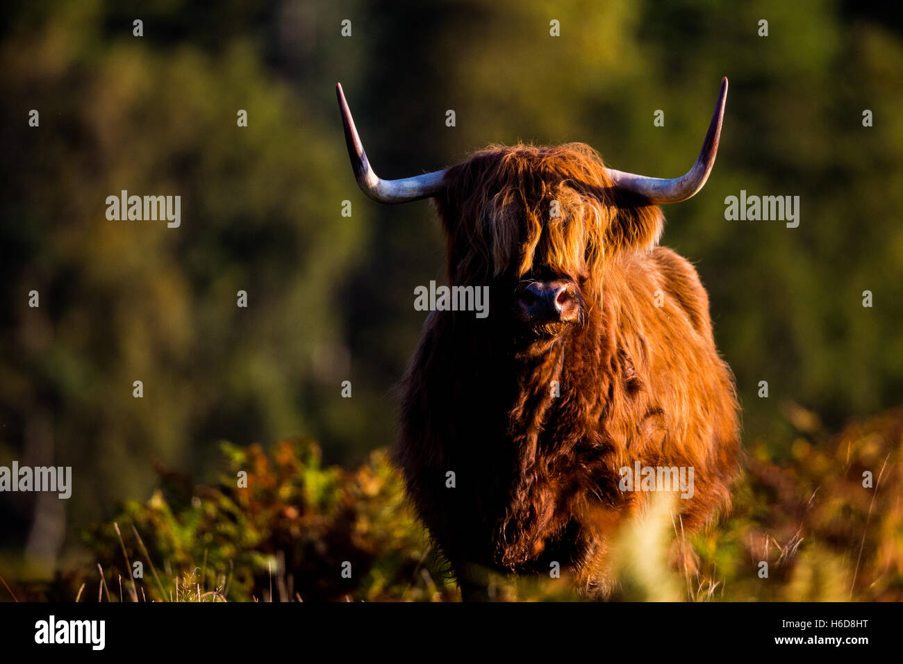 Rinder In Schottland Stockfotos und -bilder Kaufen - Alamy