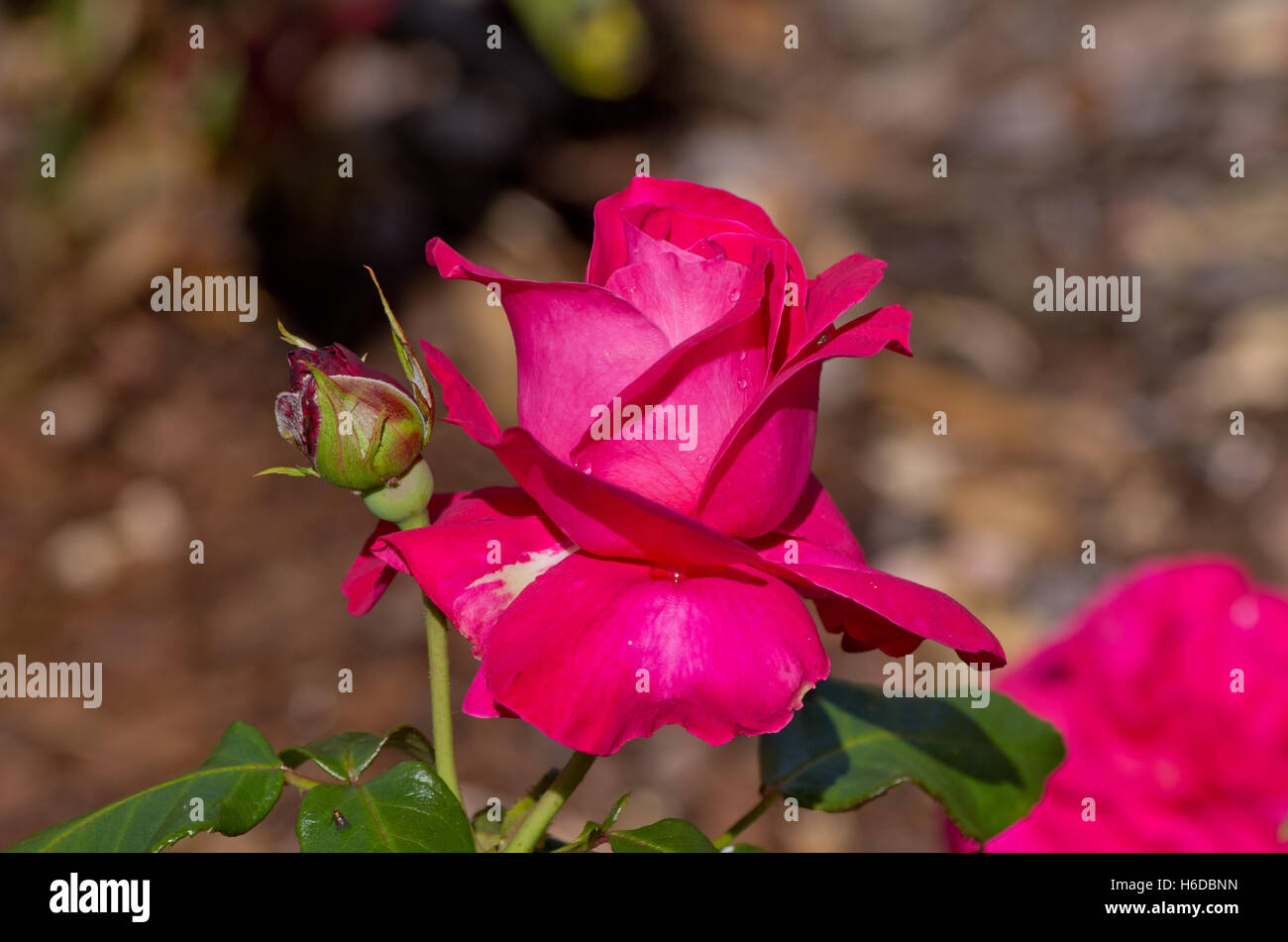 Mitchell rose -Fotos und -Bildmaterial in hoher Auflösung – Alamy