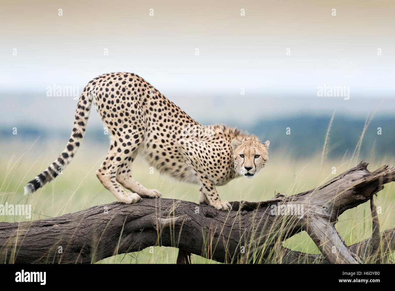 Gepard sonnenuntergang -Fotos und -Bildmaterial in hoher Auflösung – Alamy