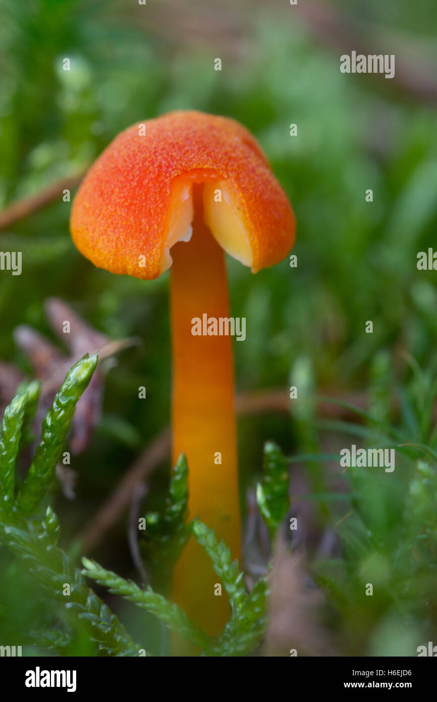 Vermillion waxcap -Fotos und -Bildmaterial in hoher Auflösung – Alamy