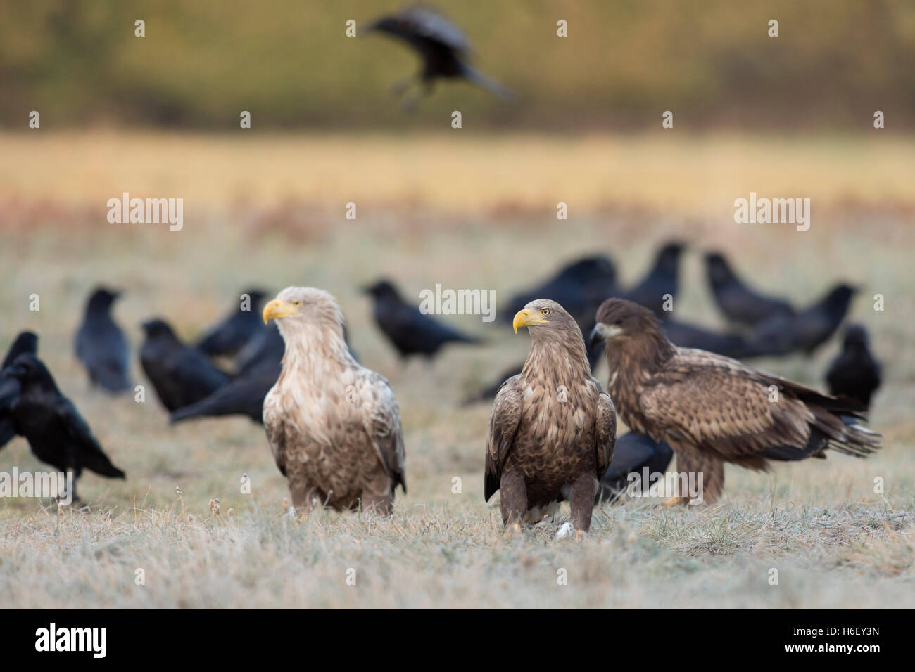 Drei verschiedene vogelarten sitzen -Fotos und -Bildmaterial in hoher ...
