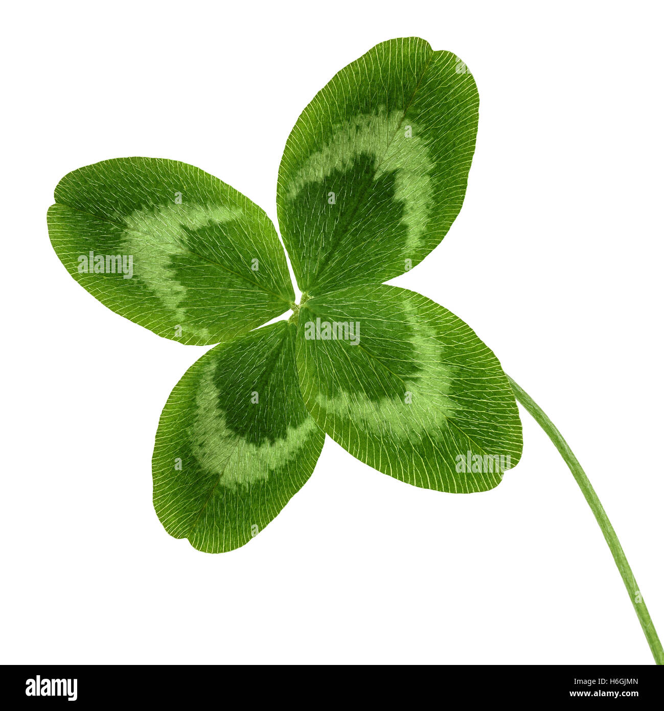 Vier großblättrige Klee Glück symbol Stockfotografie - Alamy