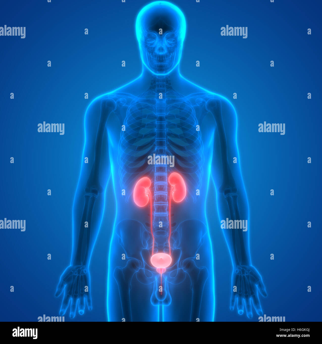 Menschlichen Harnwege Nieren und Harnblase Anatomie Stockfotografie - Alamy