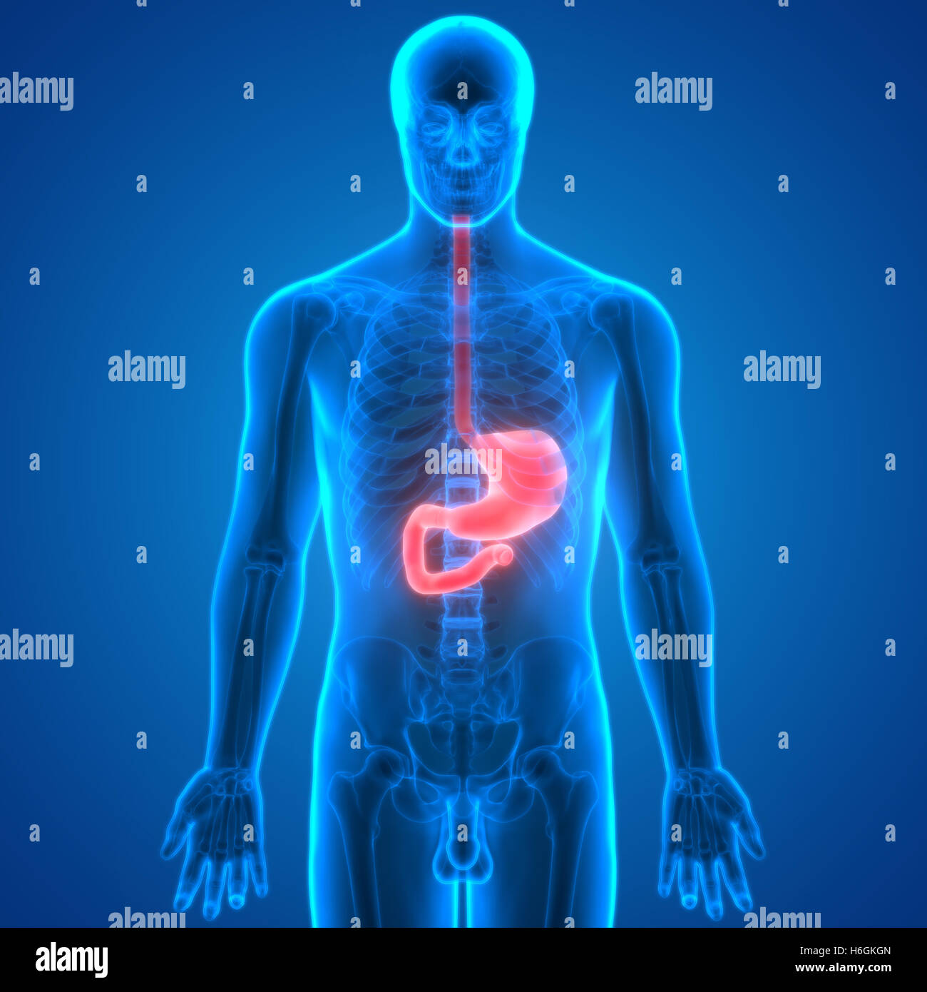 Magen anatomie -Fotos und -Bildmaterial in hoher Auflösung - Seite 3 ...
