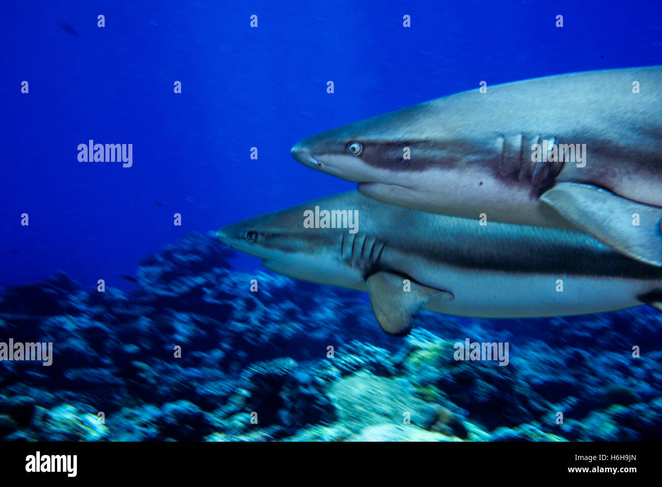Shark sharks wave -Fotos und -Bildmaterial in hoher Auflösung – Alamy