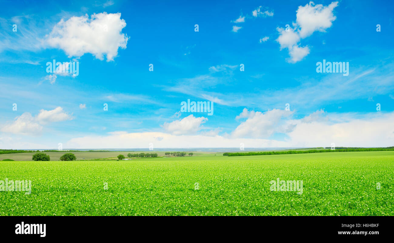 Peas field -Fotos und -Bildmaterial in hoher Auflösung – Alamy