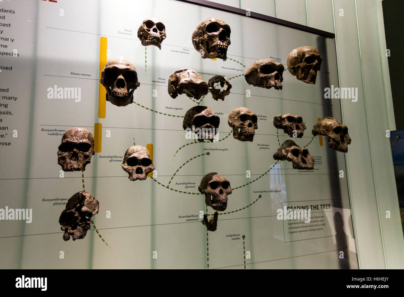 Homo ergaster -Fotos und -Bildmaterial in hoher Auflösung – Alamy