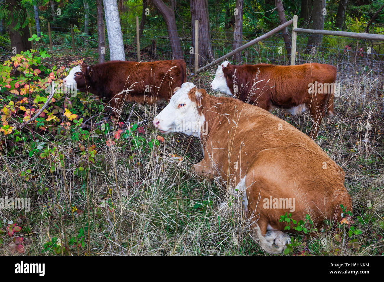 Wiederkäuende kuh -Fotos und -Bildmaterial in hoher Auflösung – Alamy