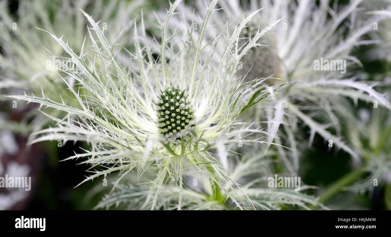 Eryngium Alpinum blaue Sterne Sea Holly Distel Disteln weiß grau Blume ...