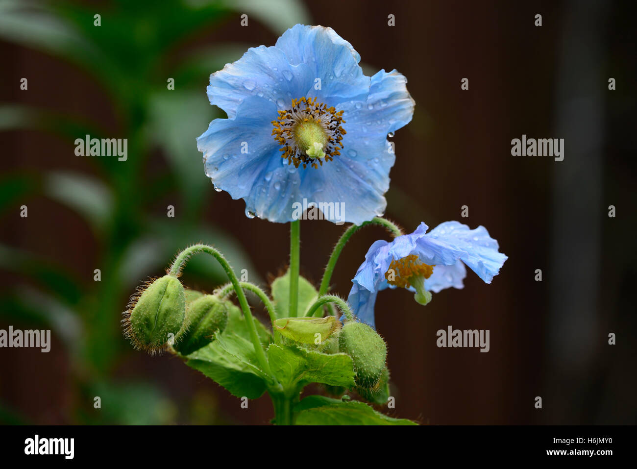 Meconopsis blaue mohnblumen -Fotos und -Bildmaterial in hoher Auflösung ...
