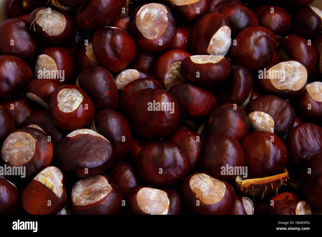 Sting fruit -Fotos und -Bildmaterial in hoher Auflösung – Alamy