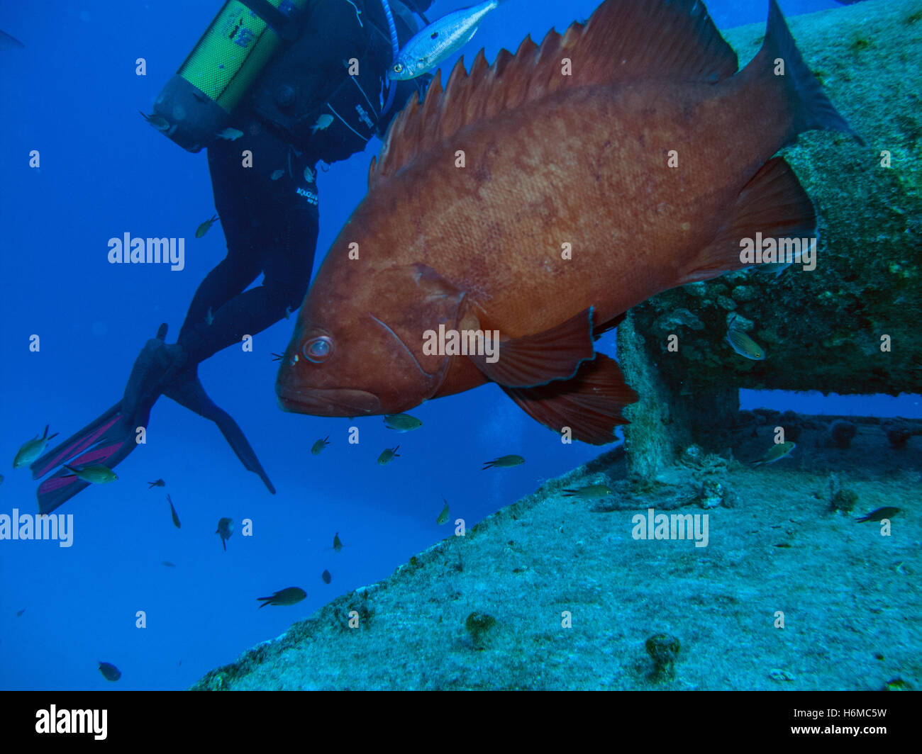 Mittelmeer zackenbarsch -Fotos und -Bildmaterial in hoher Auflösung – Alamy