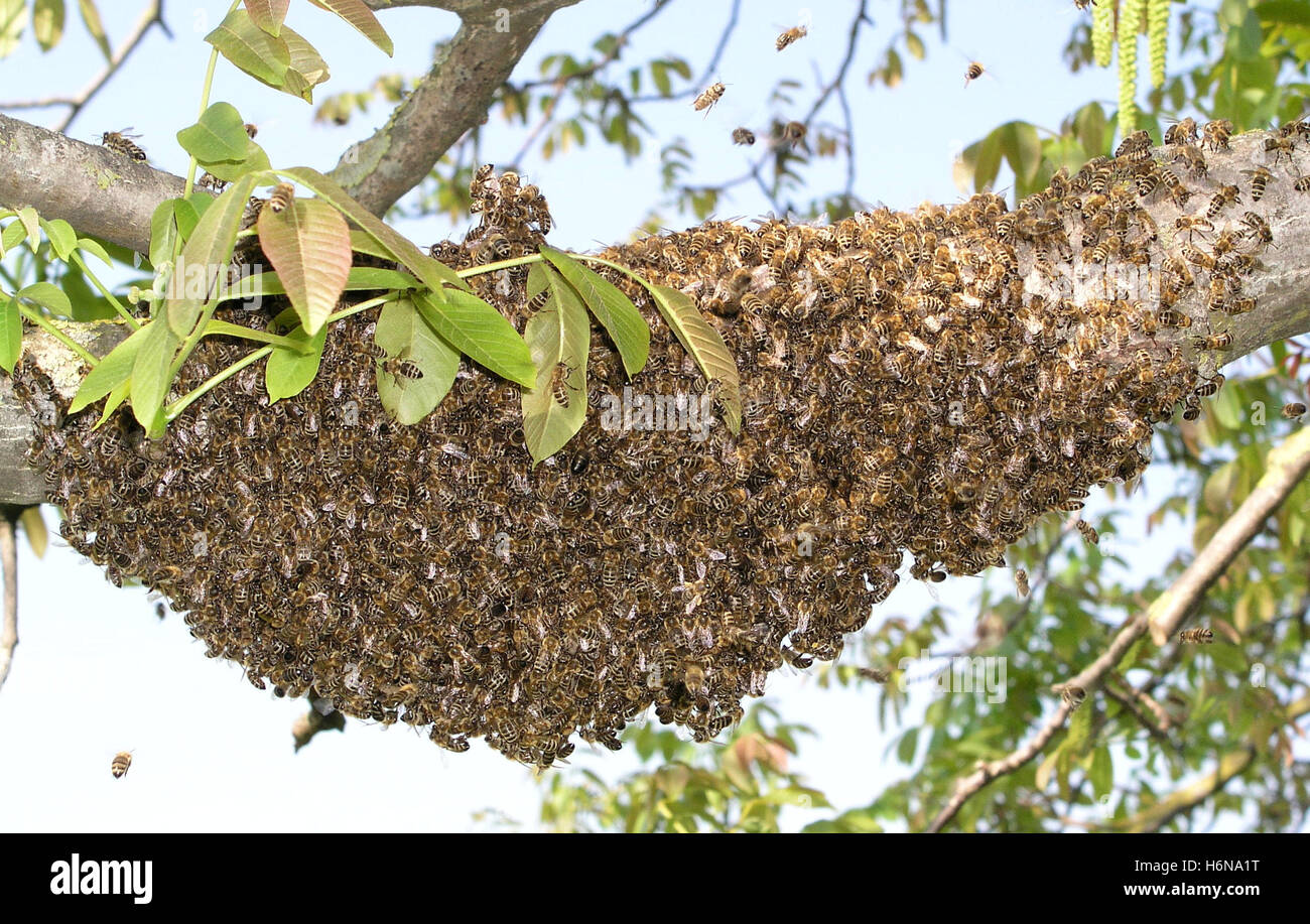 Schwarm von insekten -Fotos und -Bildmaterial in hoher Auflösung – Alamy