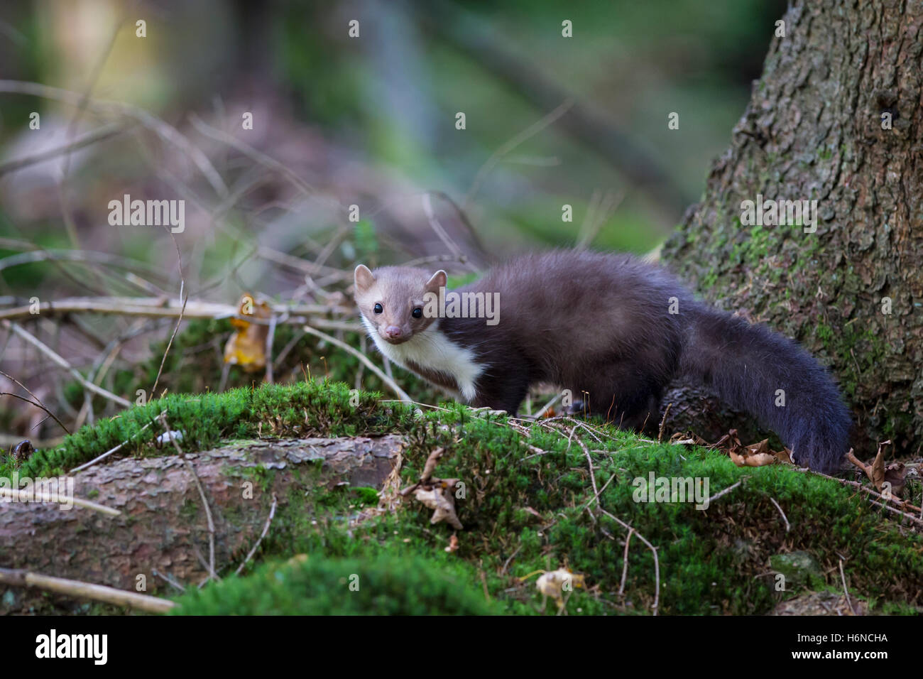 Steinmarder Martes Foina, weiße breasted Marder Stockfotografie - Alamy