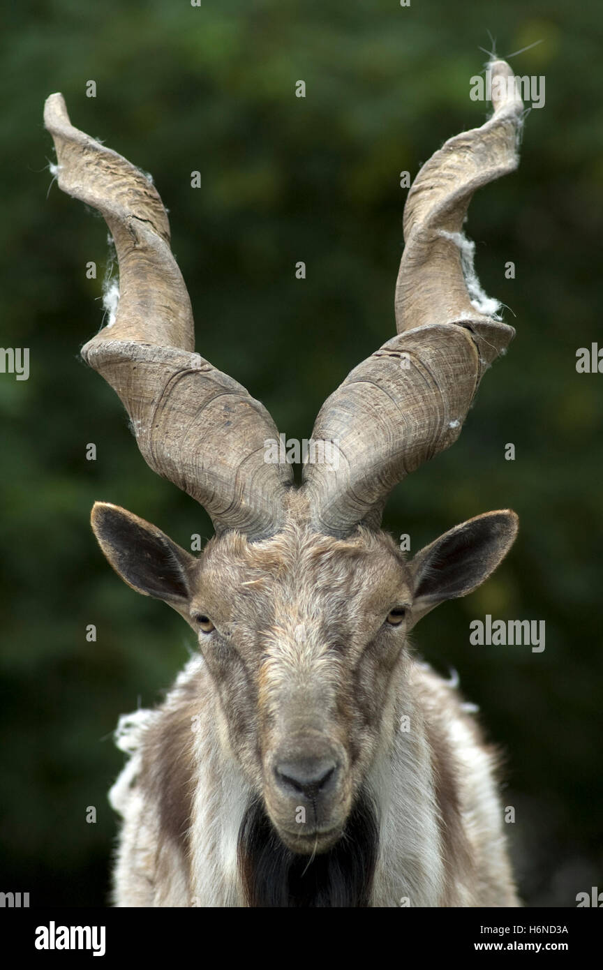 Markhor schwarz -Fotos und -Bildmaterial in hoher Auflösung – Alamy