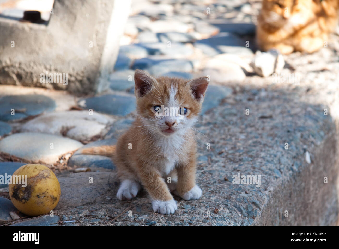 Haustiere und Tiere Stockfotos und -bilder Kaufen - Alamy