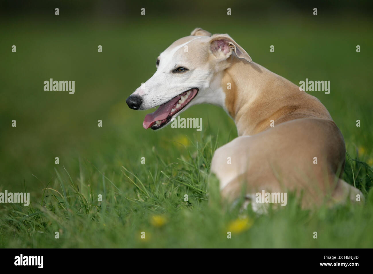 Lachende tiere -Fotos und -Bildmaterial in hoher Auflösung – Alamy