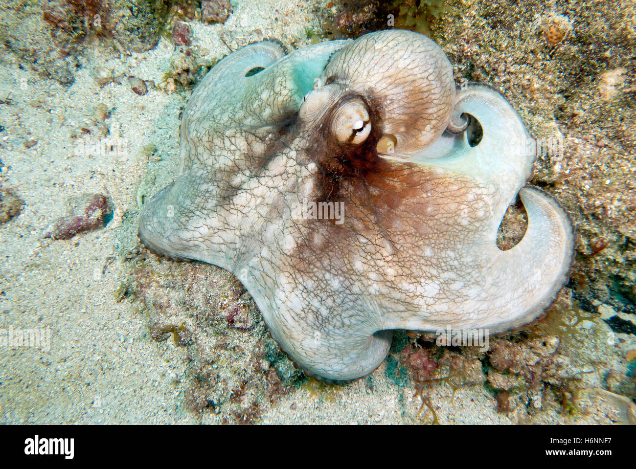 Ocotpus underwater -Fotos und -Bildmaterial in hoher Auflösung – Alamy