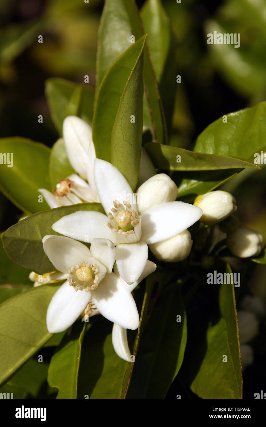 Citri flores Stockfotos und -bilder Kaufen - Alamy