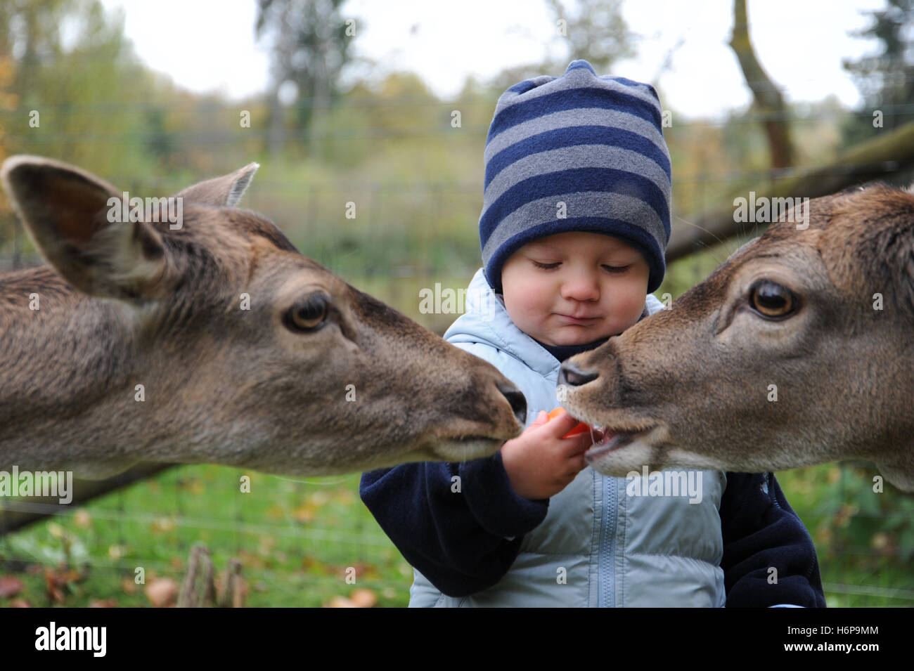 Reh futter winter -Fotos und -Bildmaterial in hoher Auflösung – Alamy