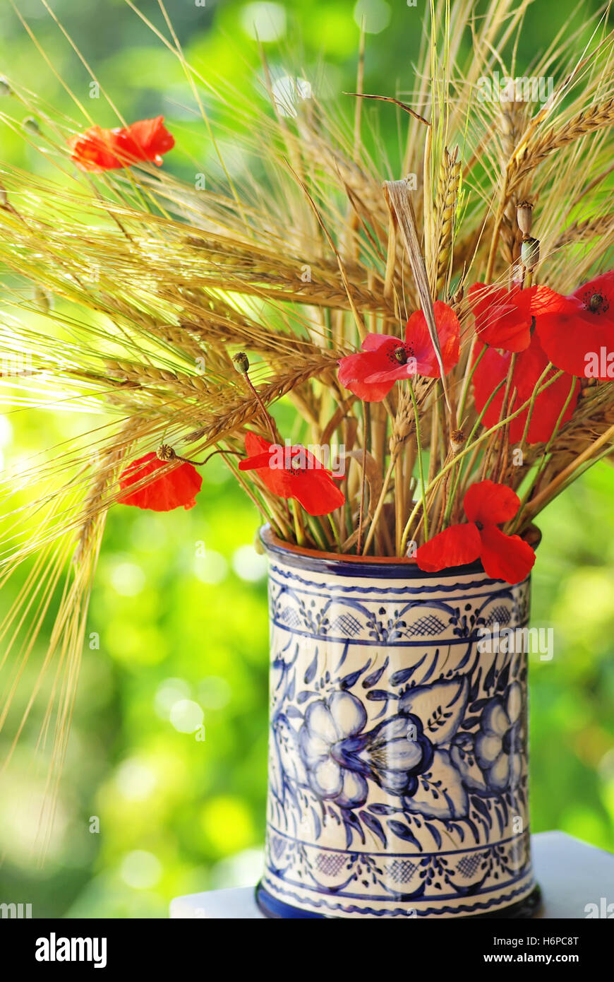 Gramineous plant -Fotos und -Bildmaterial in hoher Auflösung – Alamy