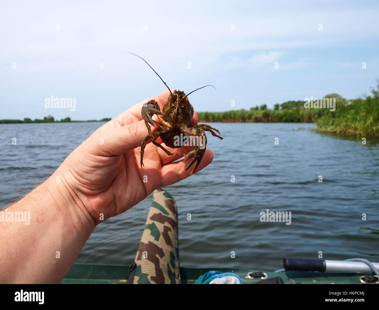 Nhabitant der Flusskrebse Stockfotografie - Alamy