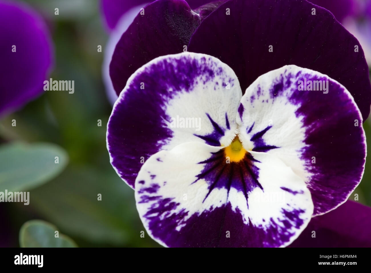 Viola pflanzen -Fotos und -Bildmaterial in hoher Auflösung – Alamy