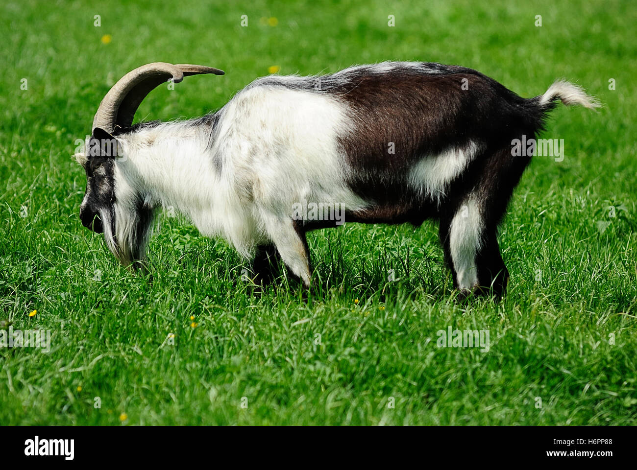 Kaschmir ziege -Fotos und -Bildmaterial in hoher Auflösung – Alamy