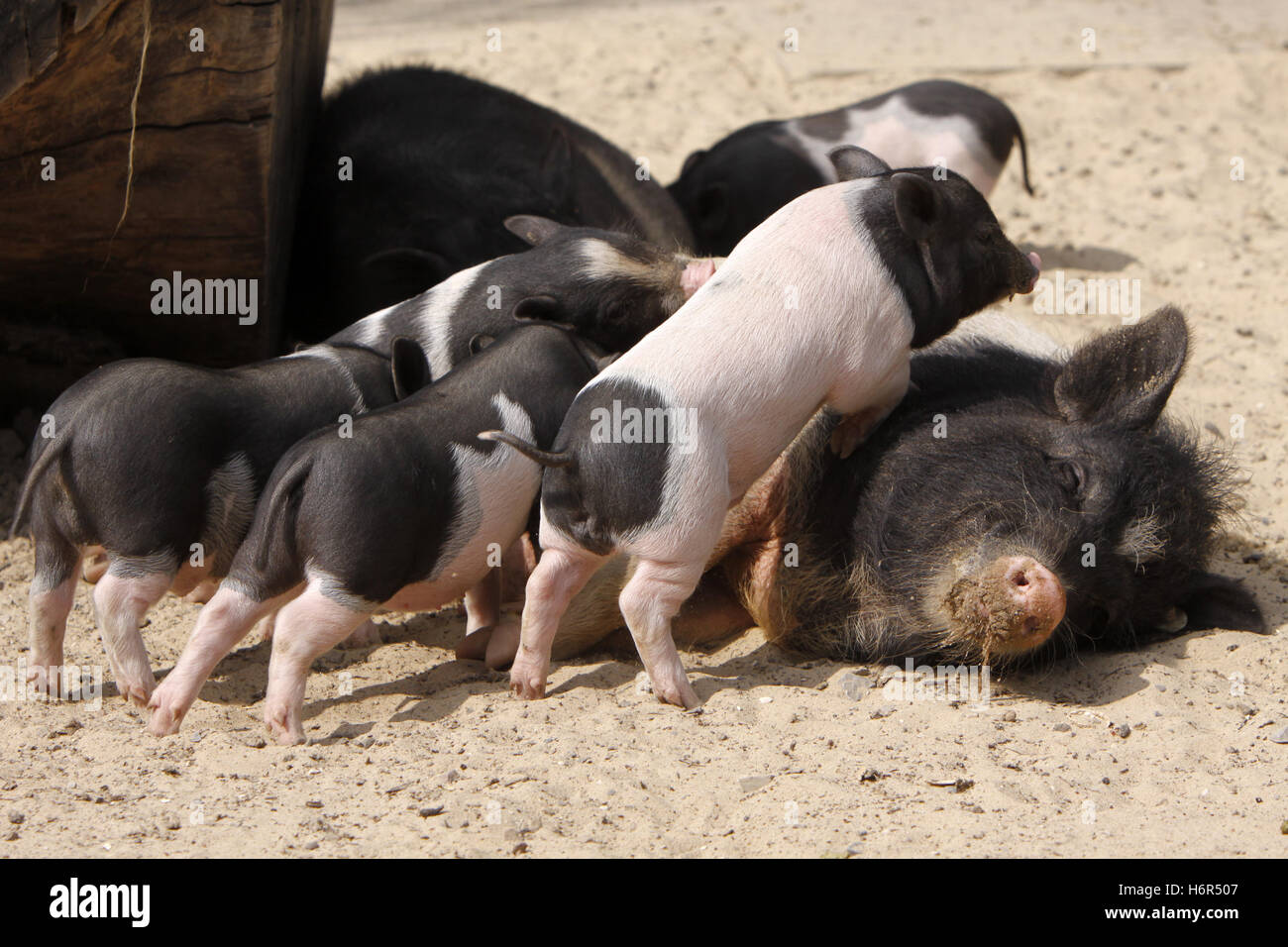 Suckle pig -Fotos und -Bildmaterial in hoher Auflösung – Alamy