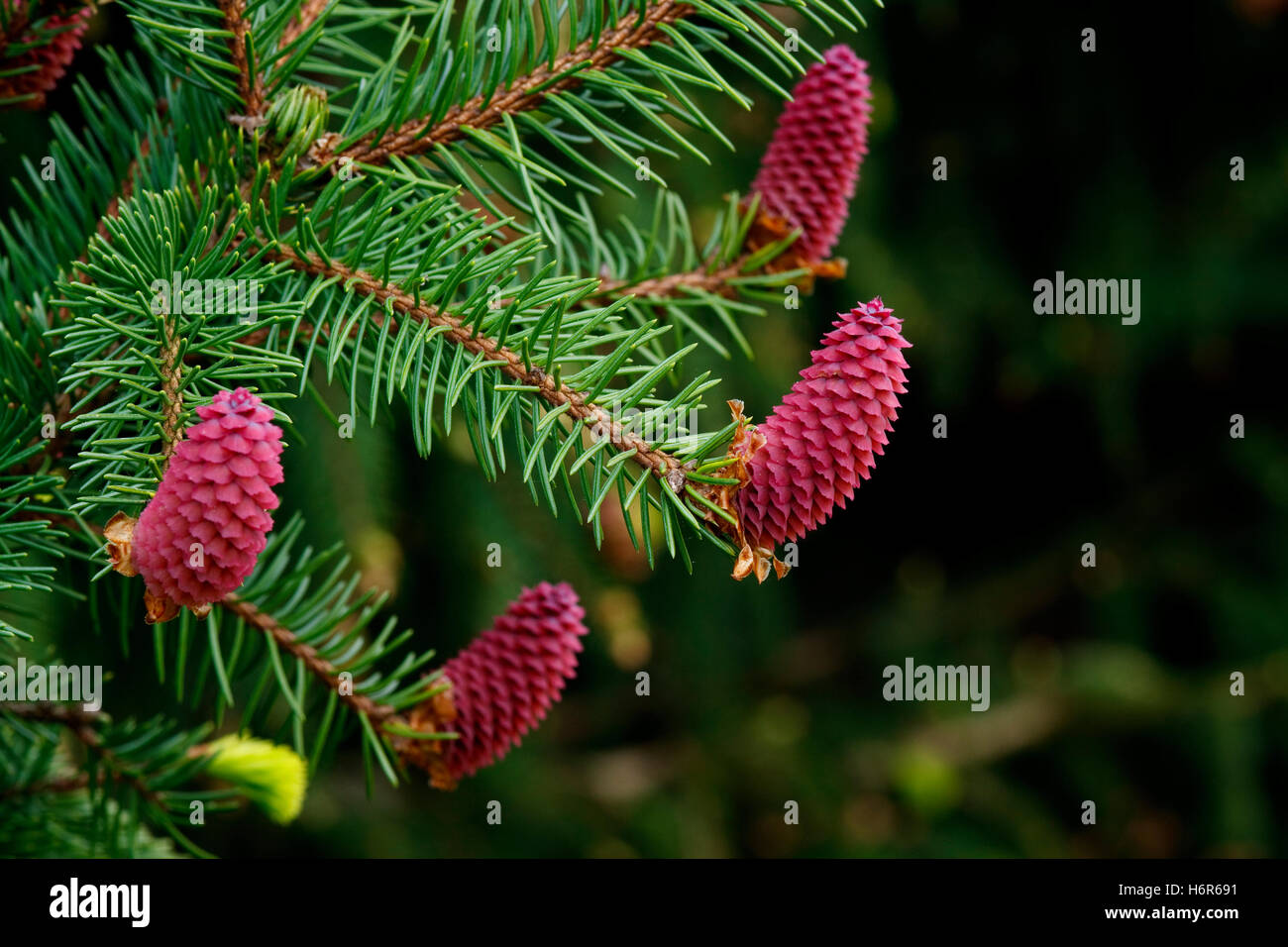 Fichte - Picea abies Stockfotografie - Alamy