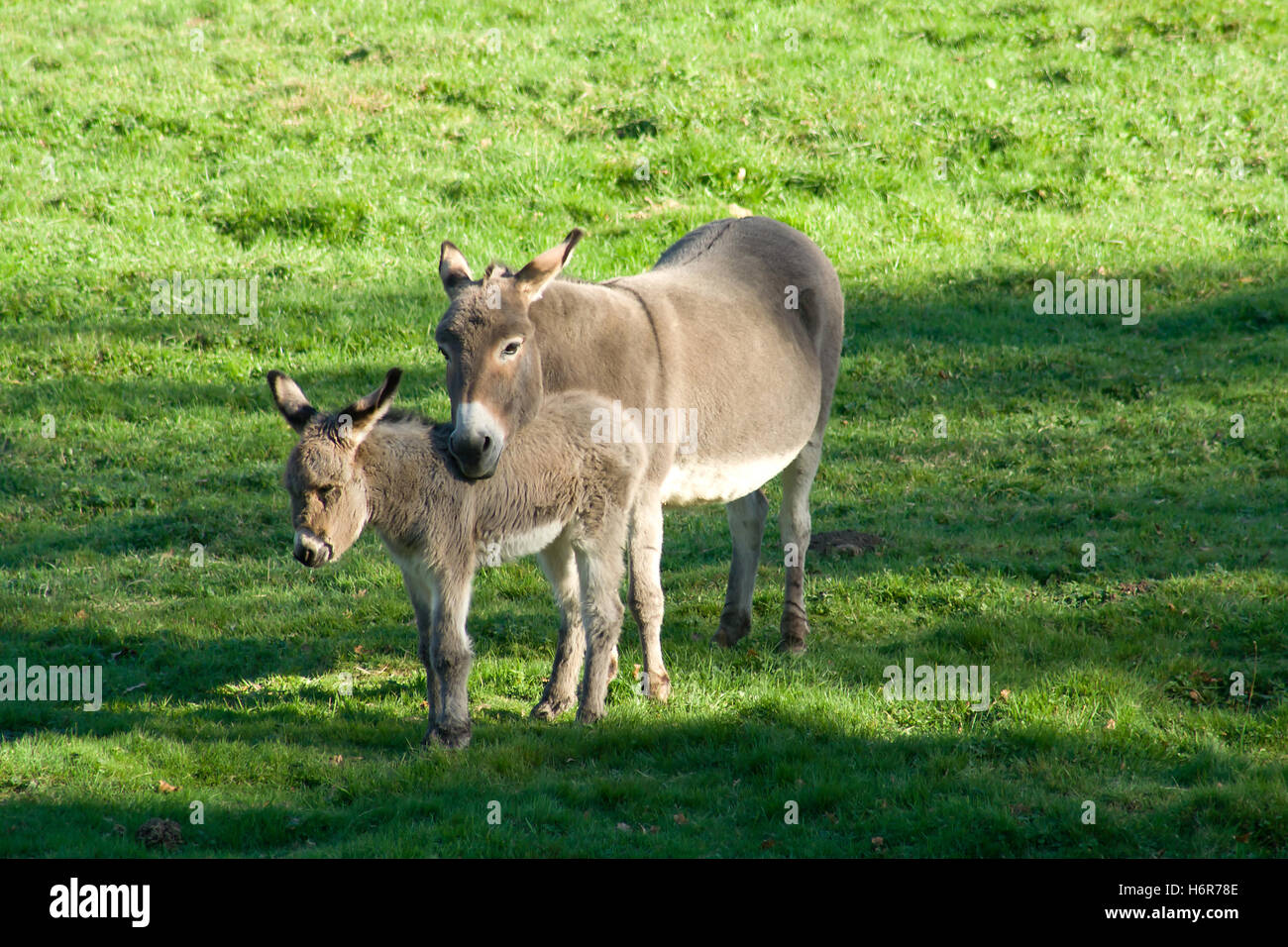 Baby esel -Fotos und -Bildmaterial in hoher Auflösung – Alamy