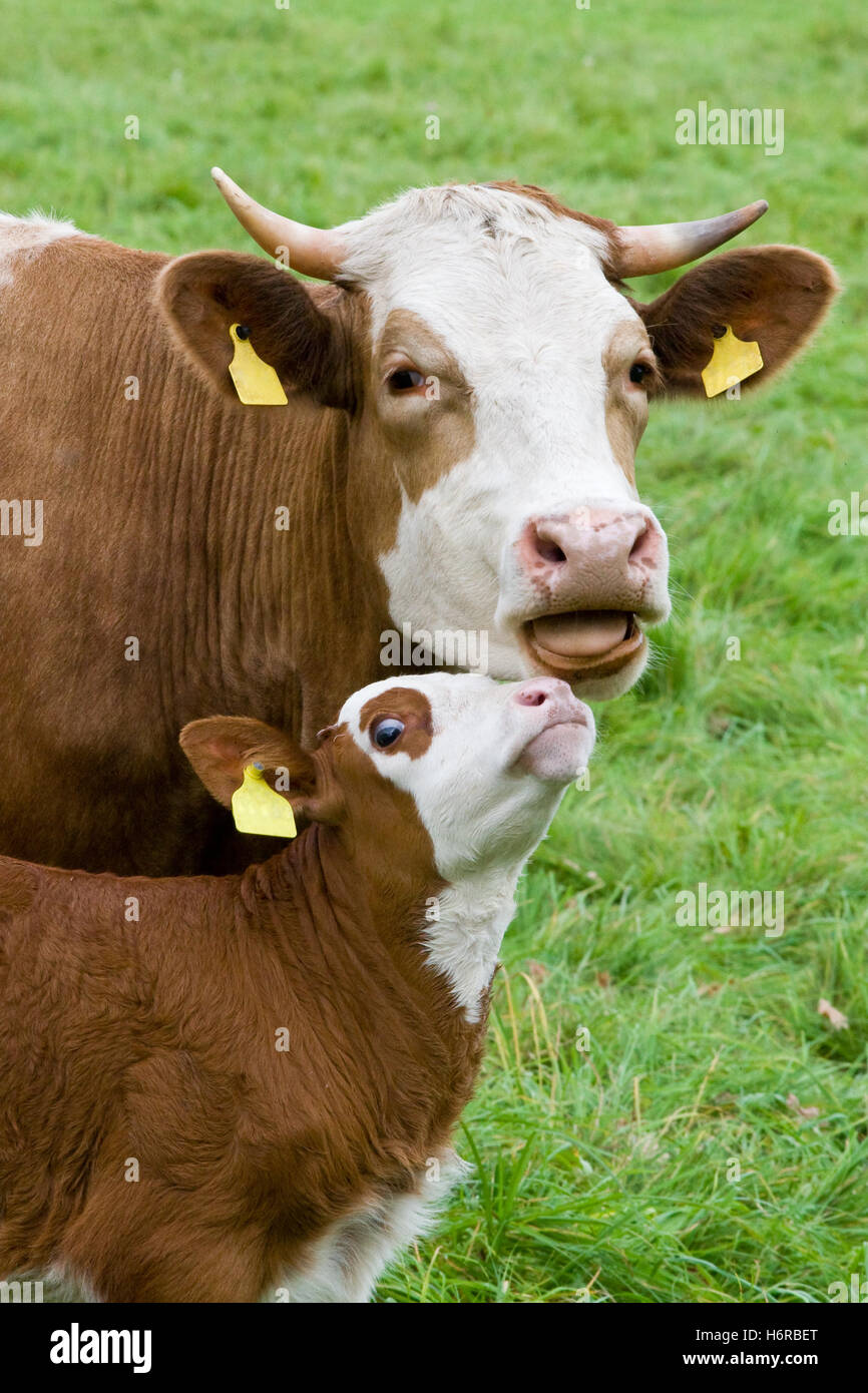 Mutterliebe Kalb Tier Zuchtrinder Kuh bovine knutschen Kühe Taille ...