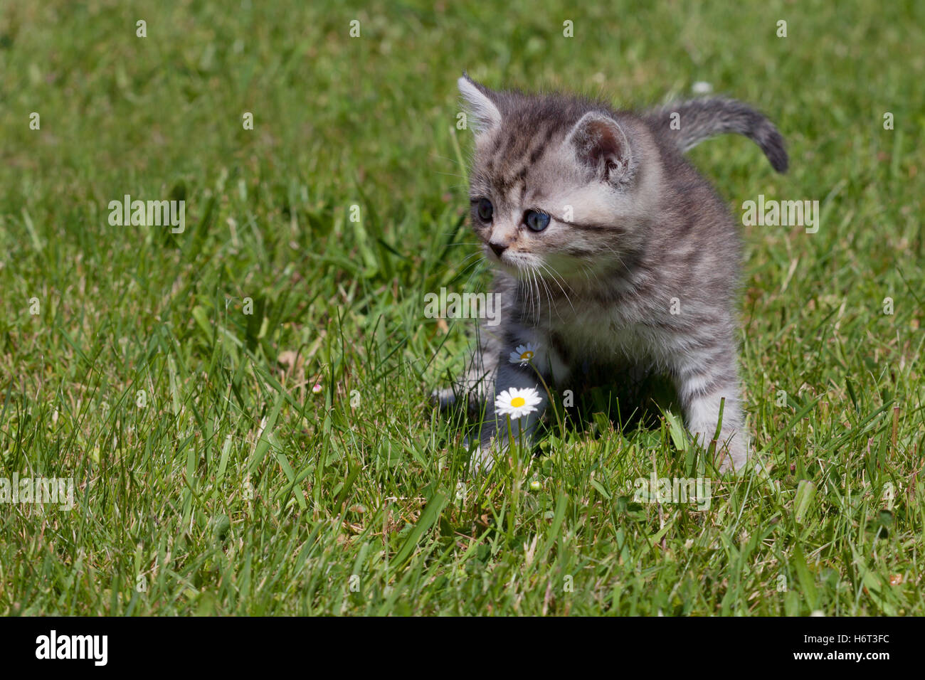 Freundliche Tiere Stockfotos und -bilder Kaufen - Alamy
