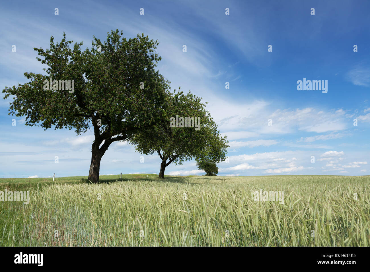 Baum Feld Weizen Gerste Kirsche Baum Landschaft Landschaft Natur Korn ...