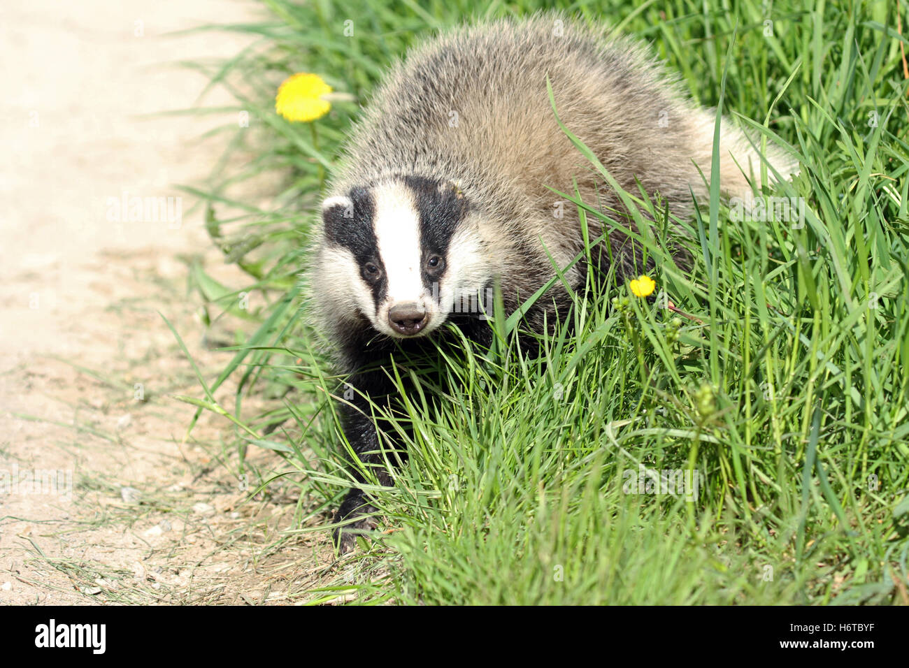 Dachs jung -Fotos und -Bildmaterial in hoher Auflösung – Alamy