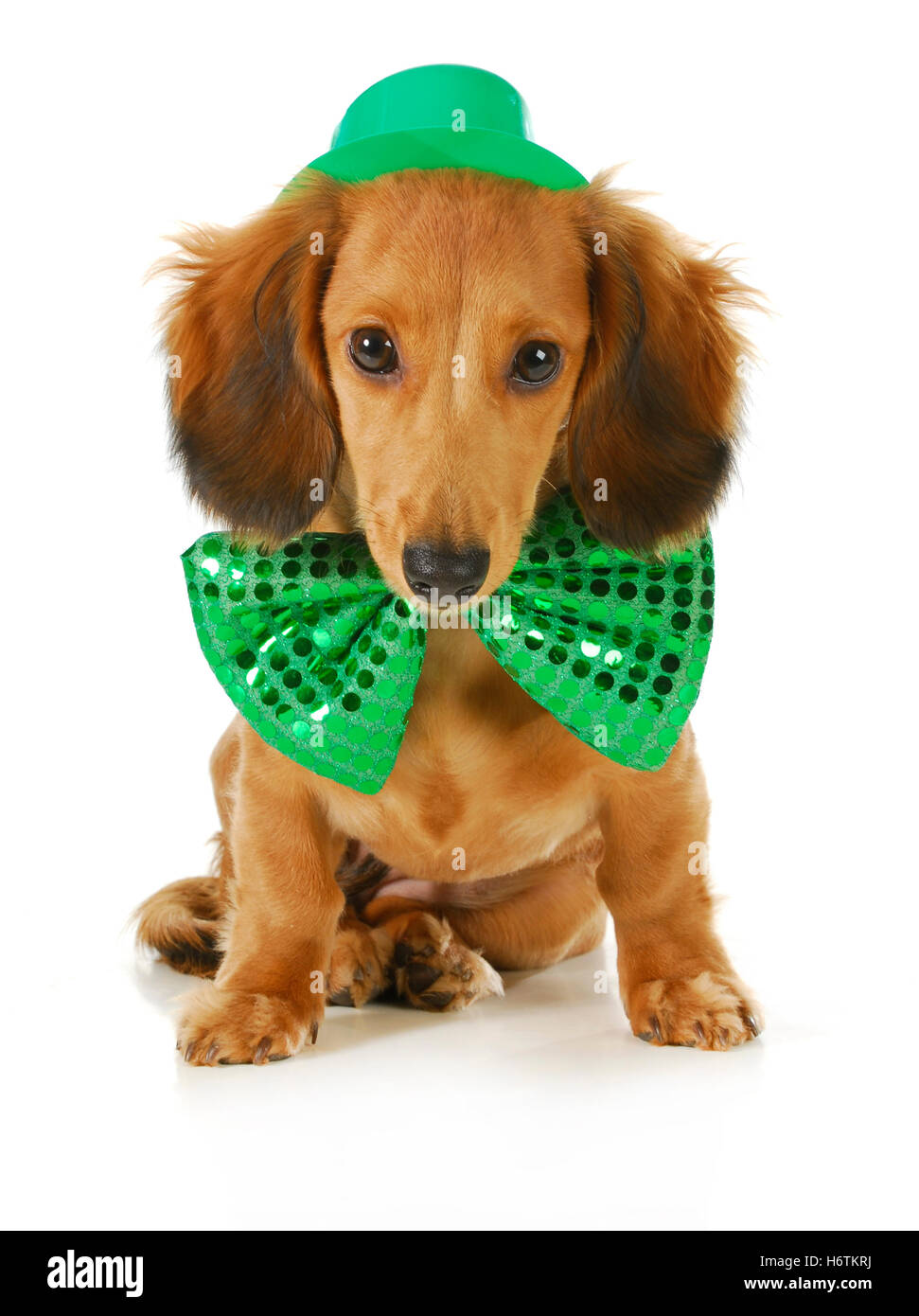 Tier mit hut -Fotos und -Bildmaterial in hoher Auflösung – Alamy