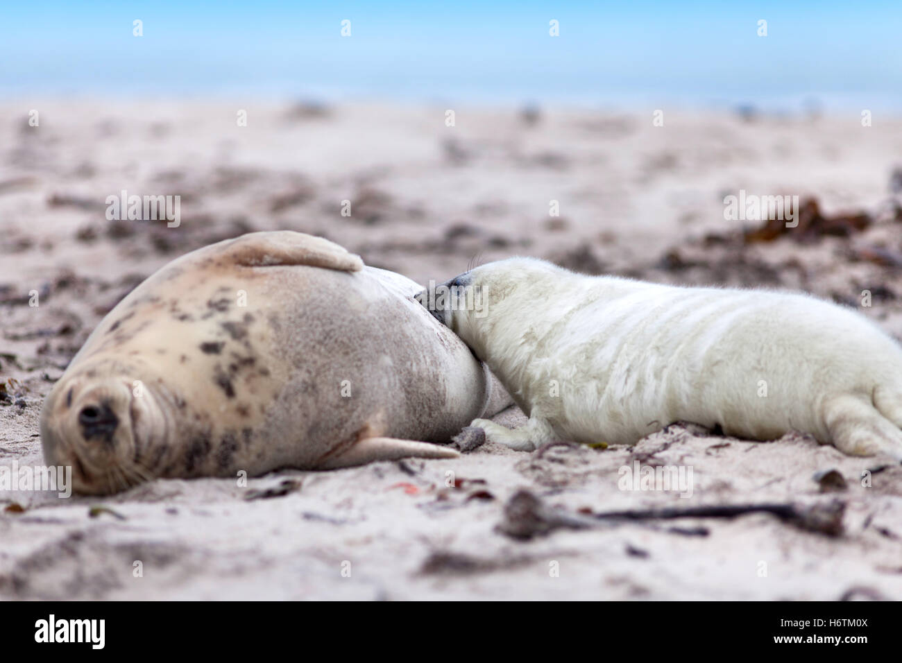 Baby seal ocean -Fotos und -Bildmaterial in hoher Auflösung – Alamy