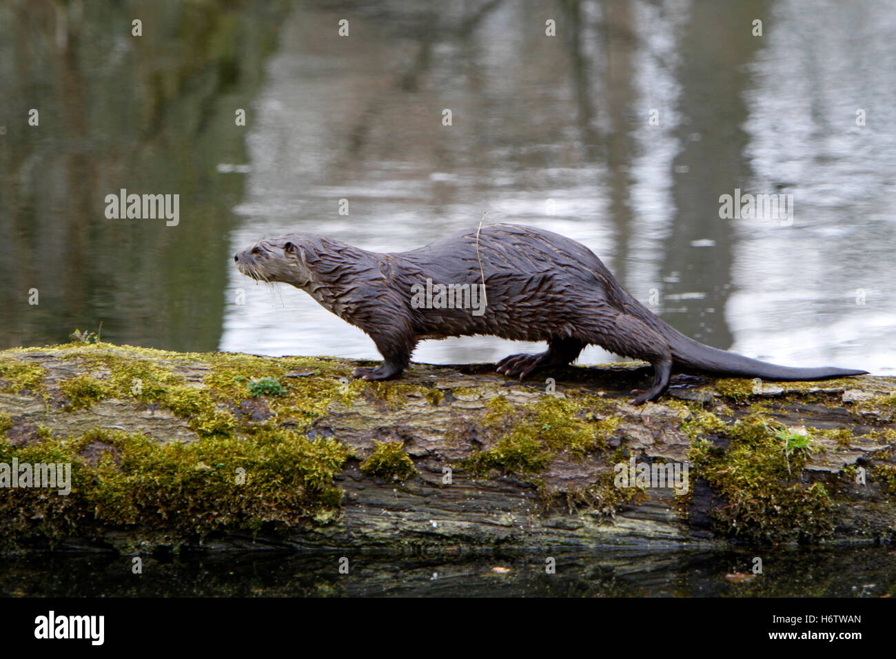 Säugetier Raubtier Otter Marder Tier Säugetier Haut Raubtier Otter ...