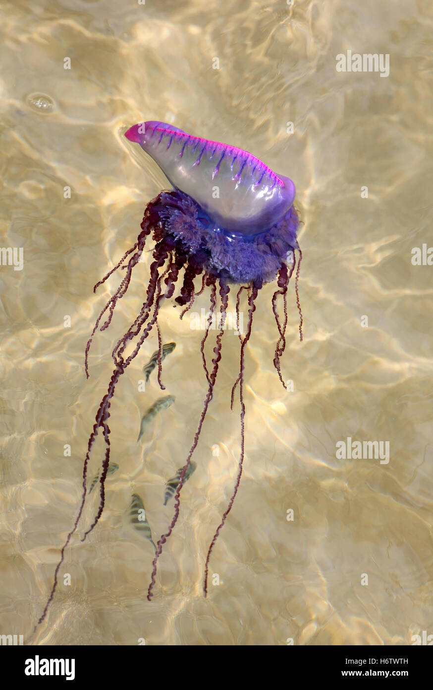 Gefährliches gift -Fotos und -Bildmaterial in hoher Auflösung – Alamy