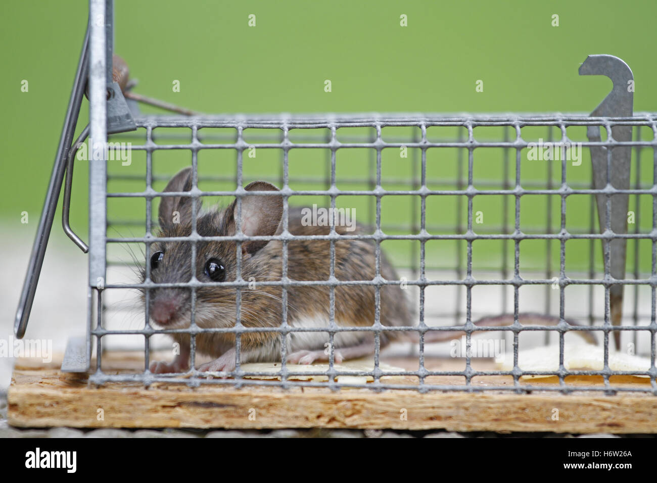 Graue maus in falle -Fotos und -Bildmaterial in hoher Auflösung – Alamy