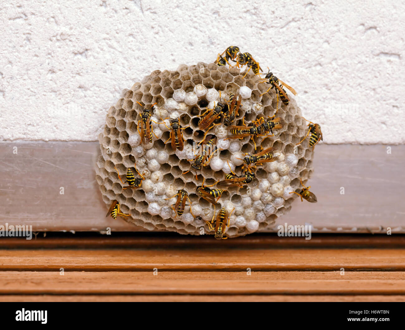 Erwachsene spinnen -Fotos und -Bildmaterial in hoher Auflösung – Alamy