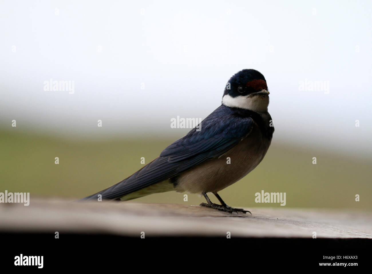 Hirundo albigularis -Fotos und -Bildmaterial in hoher Auflösung – Alamy