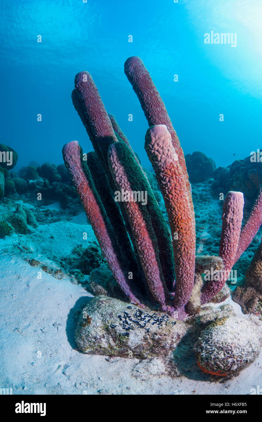 Schwamm meer -Fotos und -Bildmaterial in hoher Auflösung – Alamy